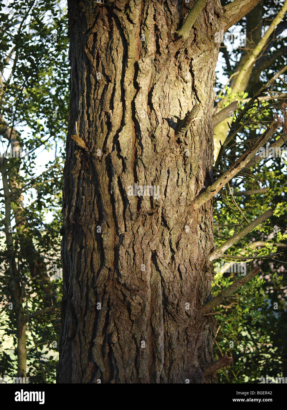 Woodland tree hi-res stock photography and images - Alamy