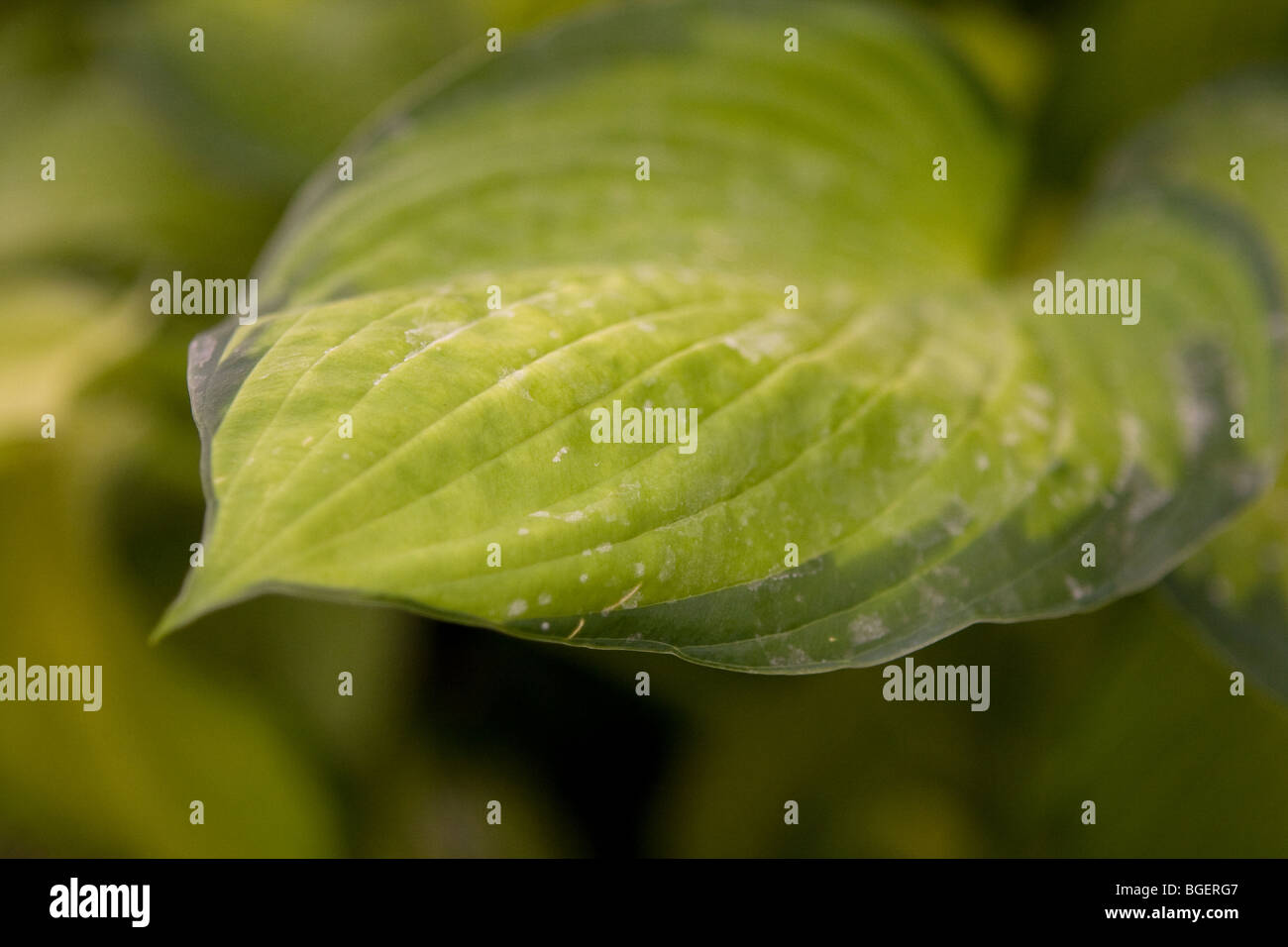 Hosta leaf detail Stock Photo - Alamy
