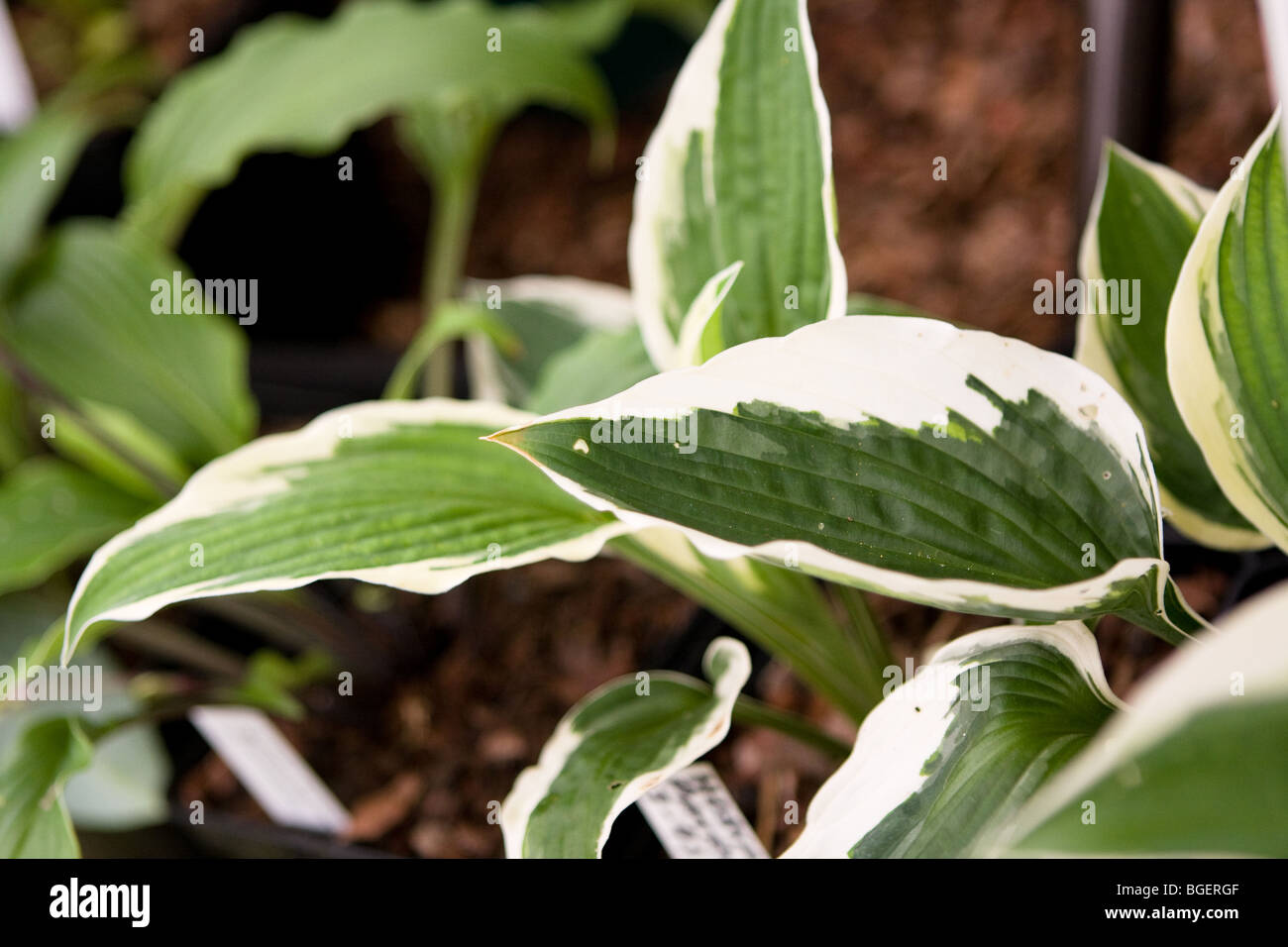 Hosta leaf detail Stock Photo - Alamy
