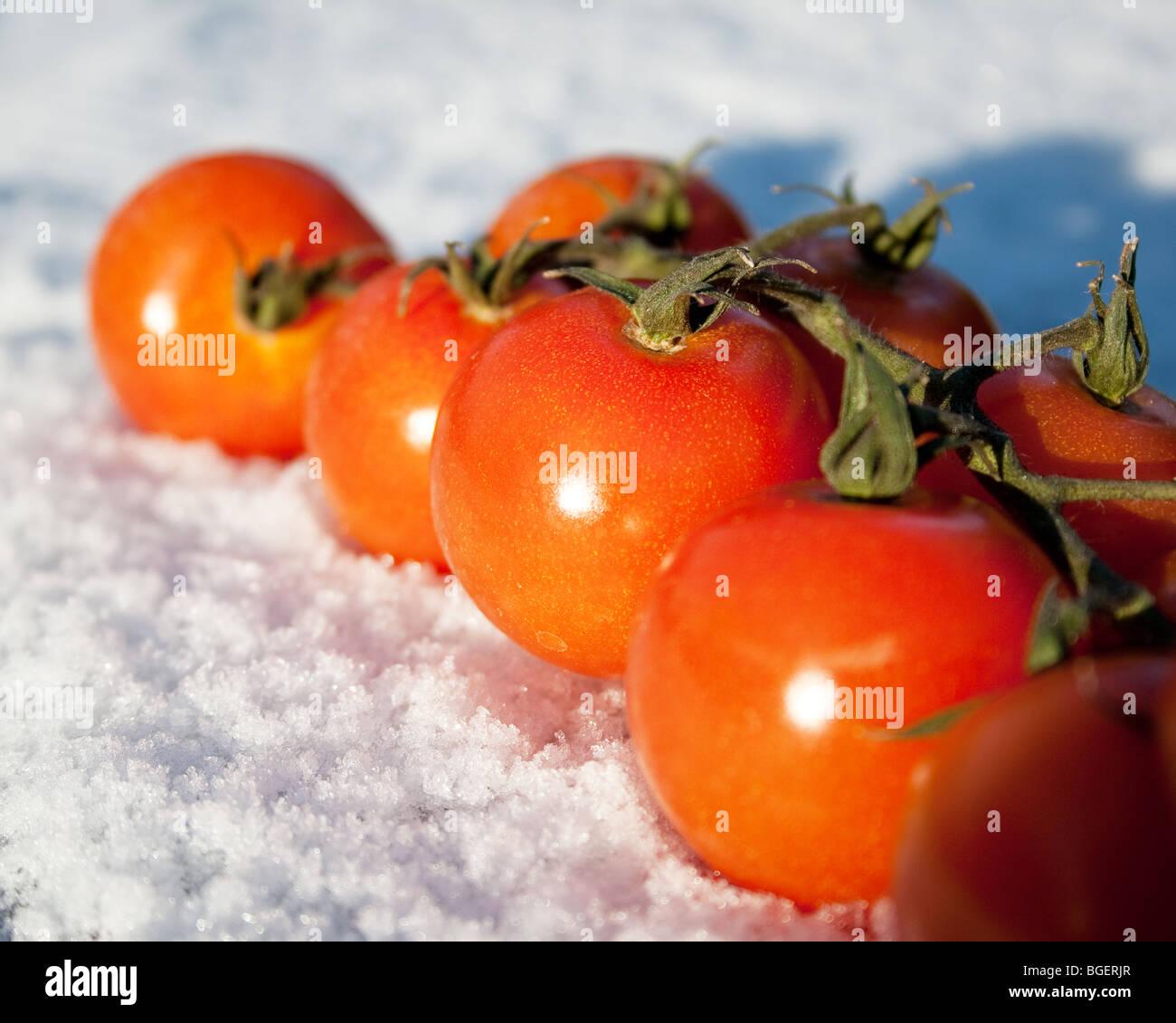 Snow white tomatoes hi-res stock photography and images - Alamy