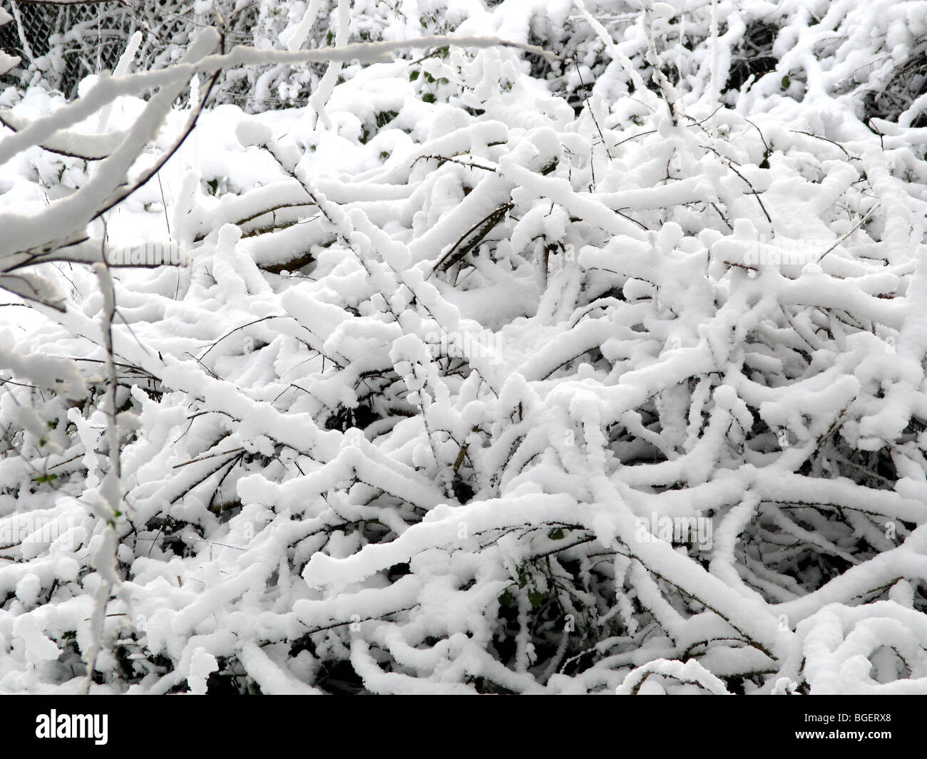 A pile of twigs and branches covered in snow Stock Photo - Alamy