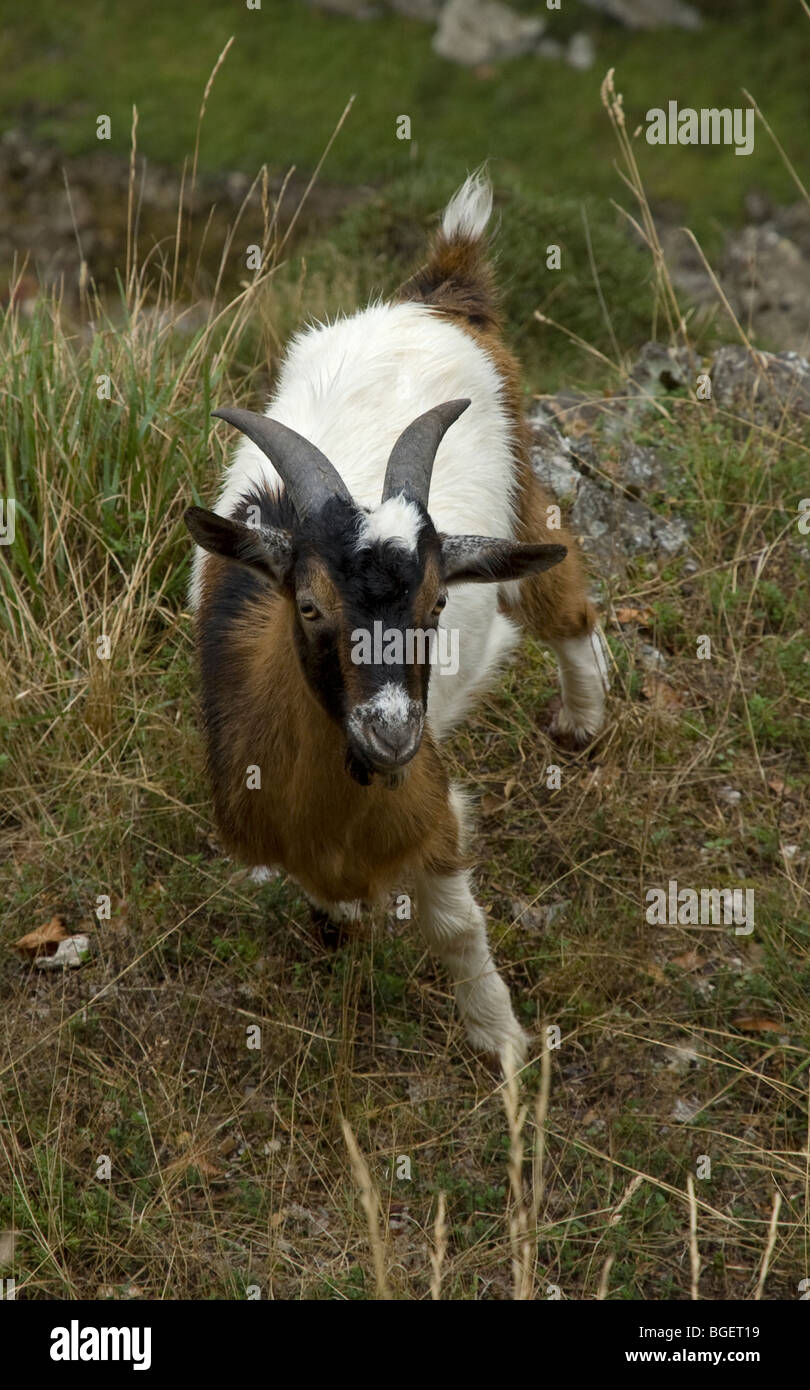 Mountain goat cliff dangerous precarious hi-res stock photography and ...