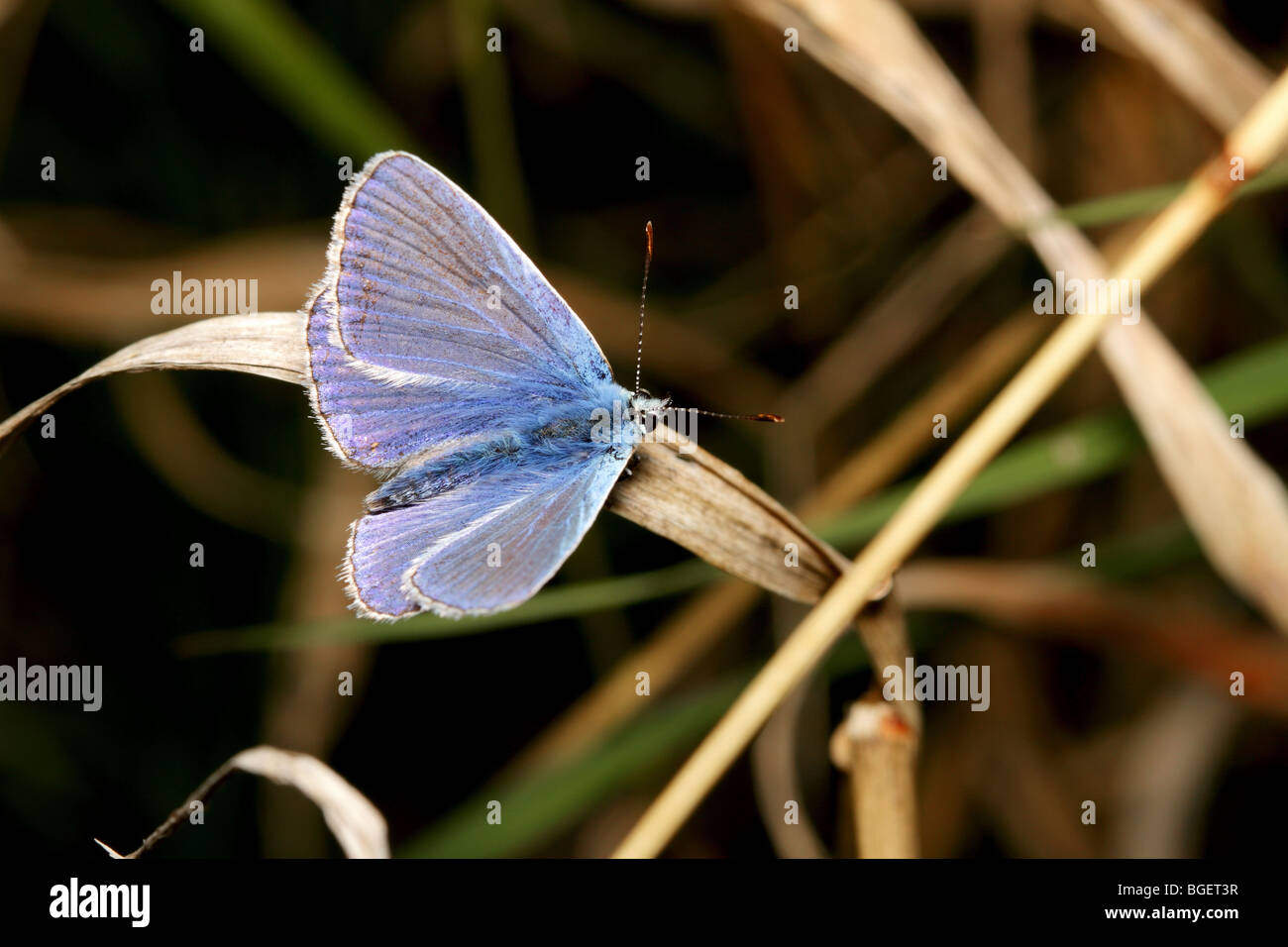 Common blue caterpillar hi-res stock photography and images - Alamy