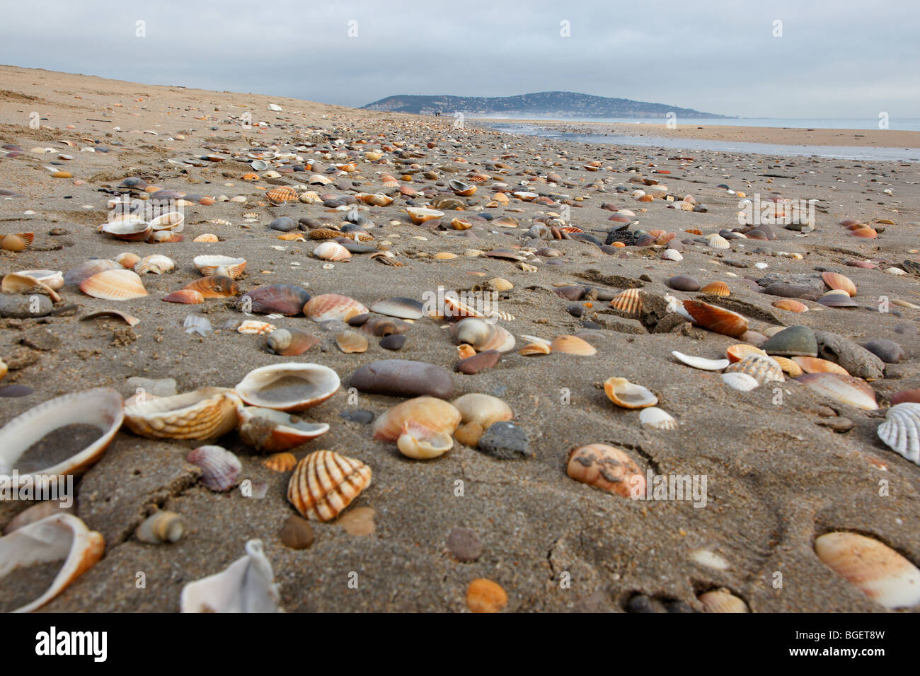 Shell on the beach Stock Photo - Alamy