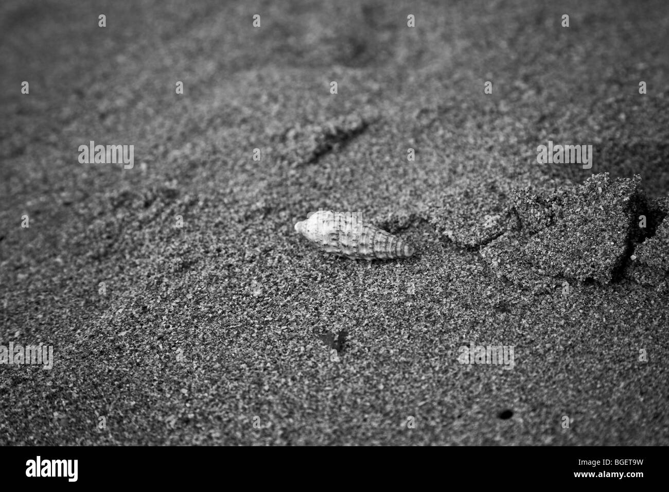Shell on the beach Stock Photo - Alamy