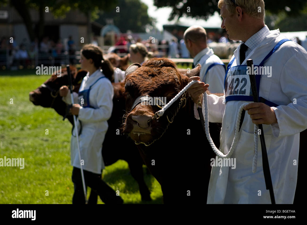 Judging prize winning cattle - Around the Royal Norfolk Show in Norwich ...