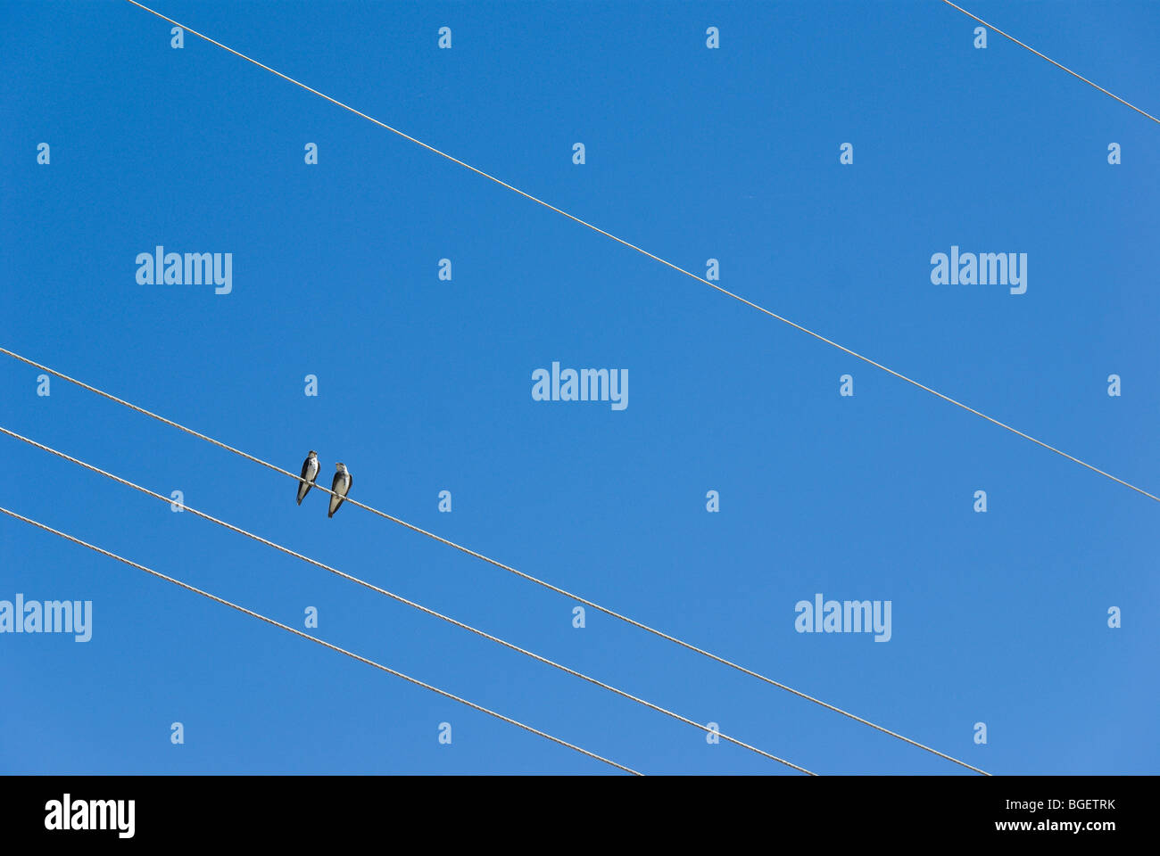 birds on power line Stock Photo - Alamy