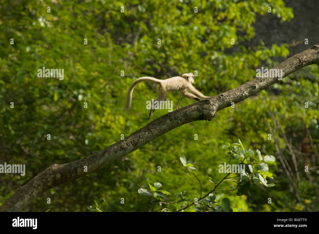 Golden Langur (Trachypithecus geei) Young langur scrambling up branch ...