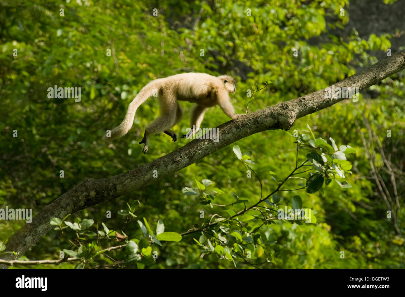 Shemgang bhutan primate monkey hi-res stock photography and images - Alamy