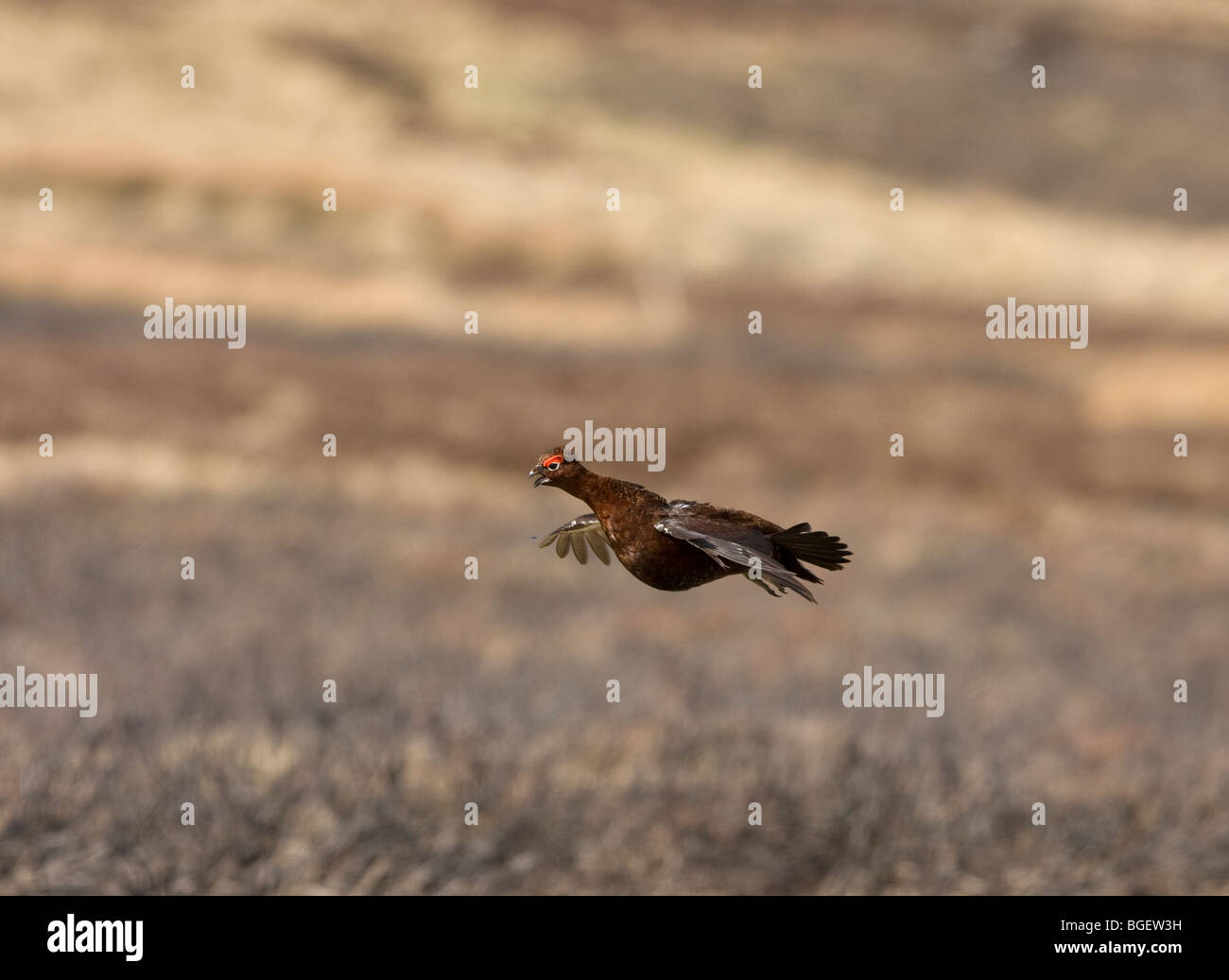 Red grouse flying uk hi-res stock photography and images - Alamy