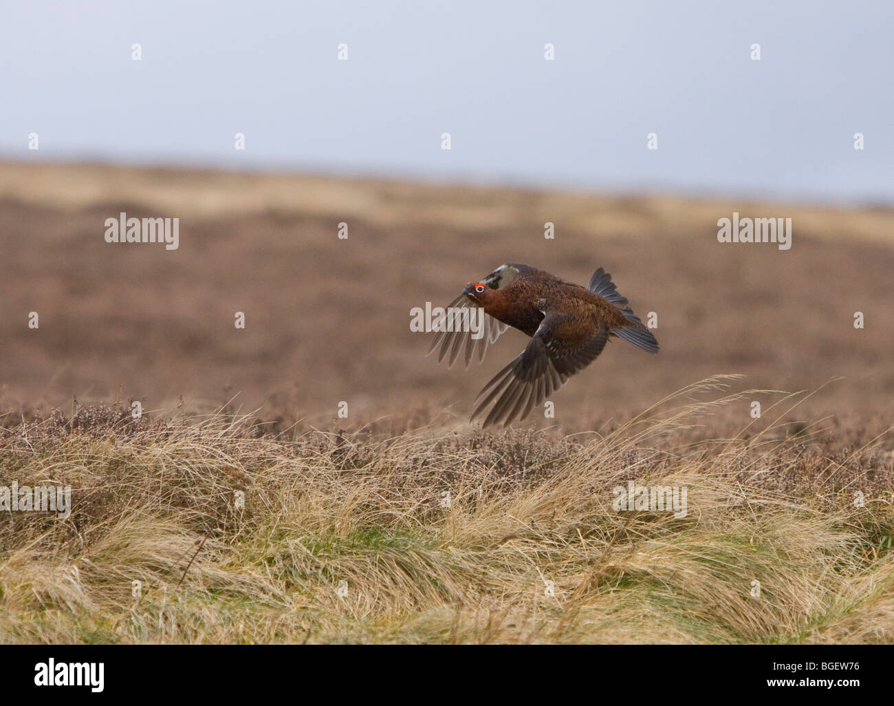 Red Grouse flying Stock Photo - Alamy