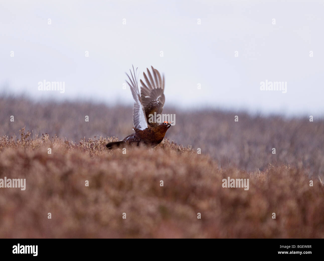 Red Grouse in flight Stock Photo - Alamy