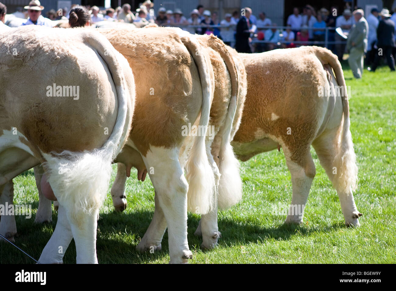 Rear cattle hi-res stock photography and images - Alamy