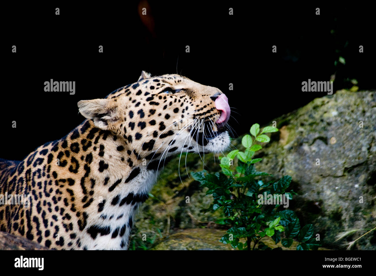 Leopard panthera pardus licking its lips hi-res stock photography and ...
