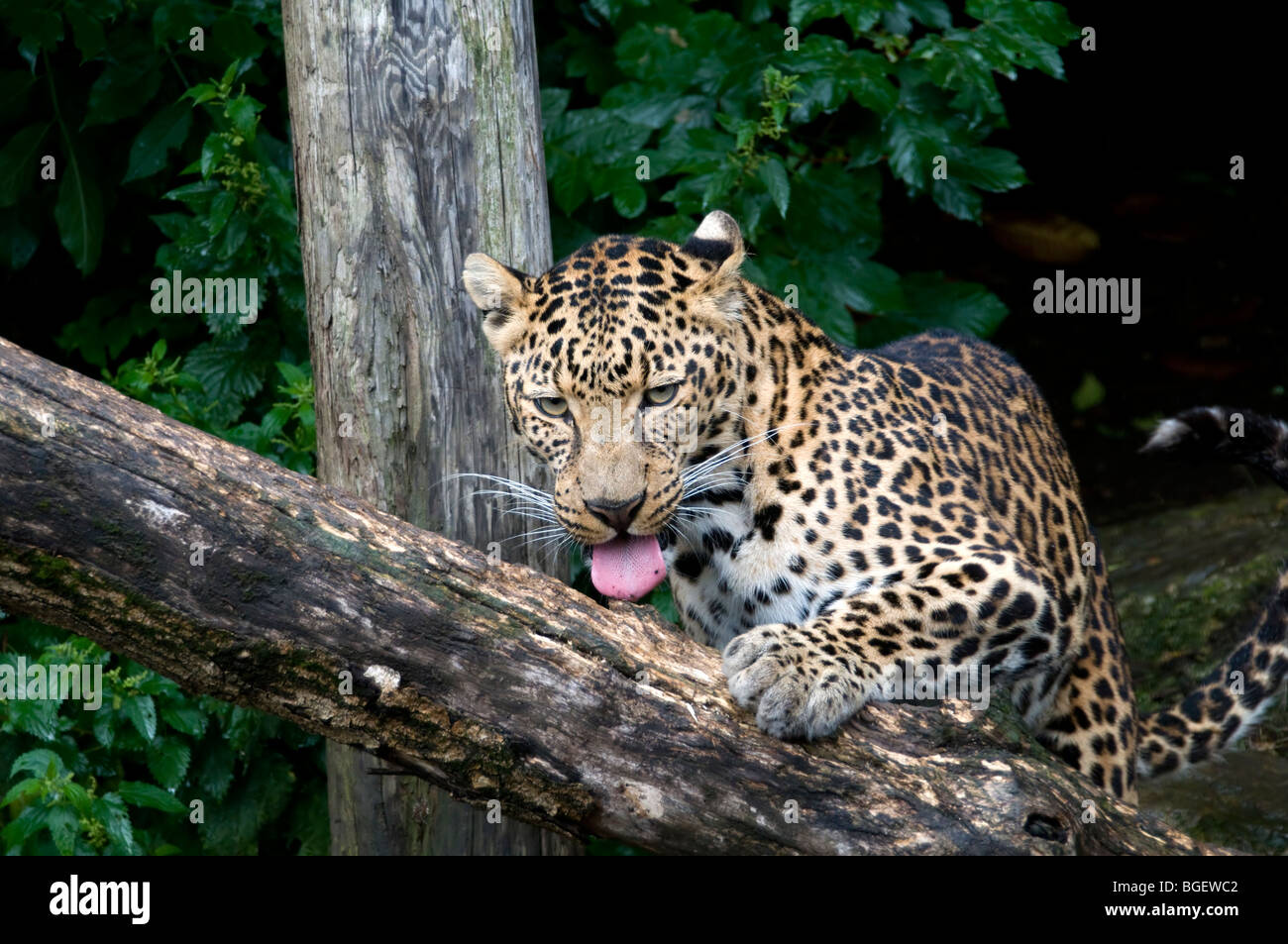Leopard Eating - Panthera pardus Stock Photo - Alamy
