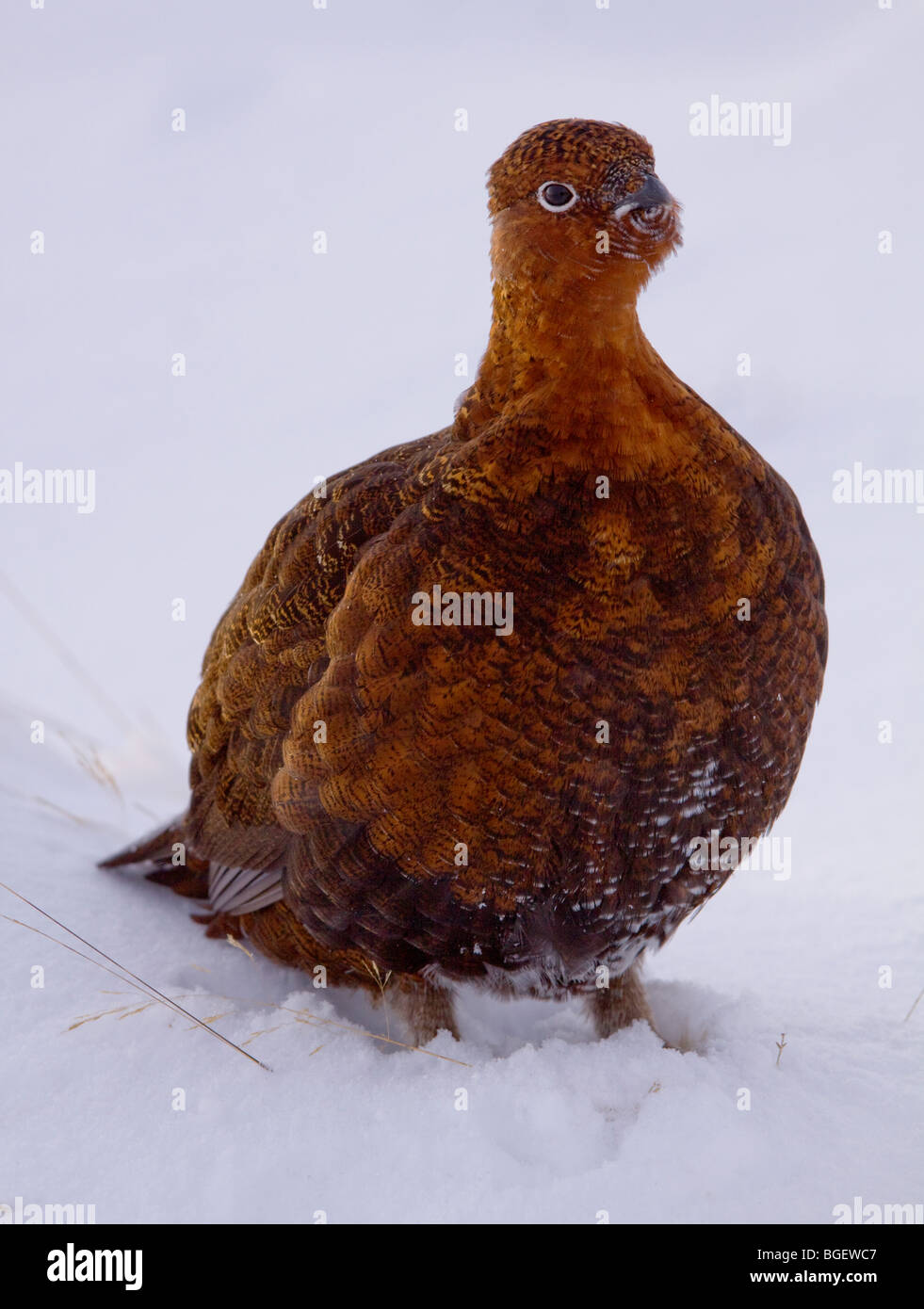 Red Grouse in the snow Stock Photo - Alamy