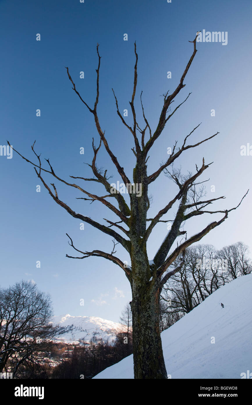 Skeleton of a dead tree hi-res stock photography and images - Alamy