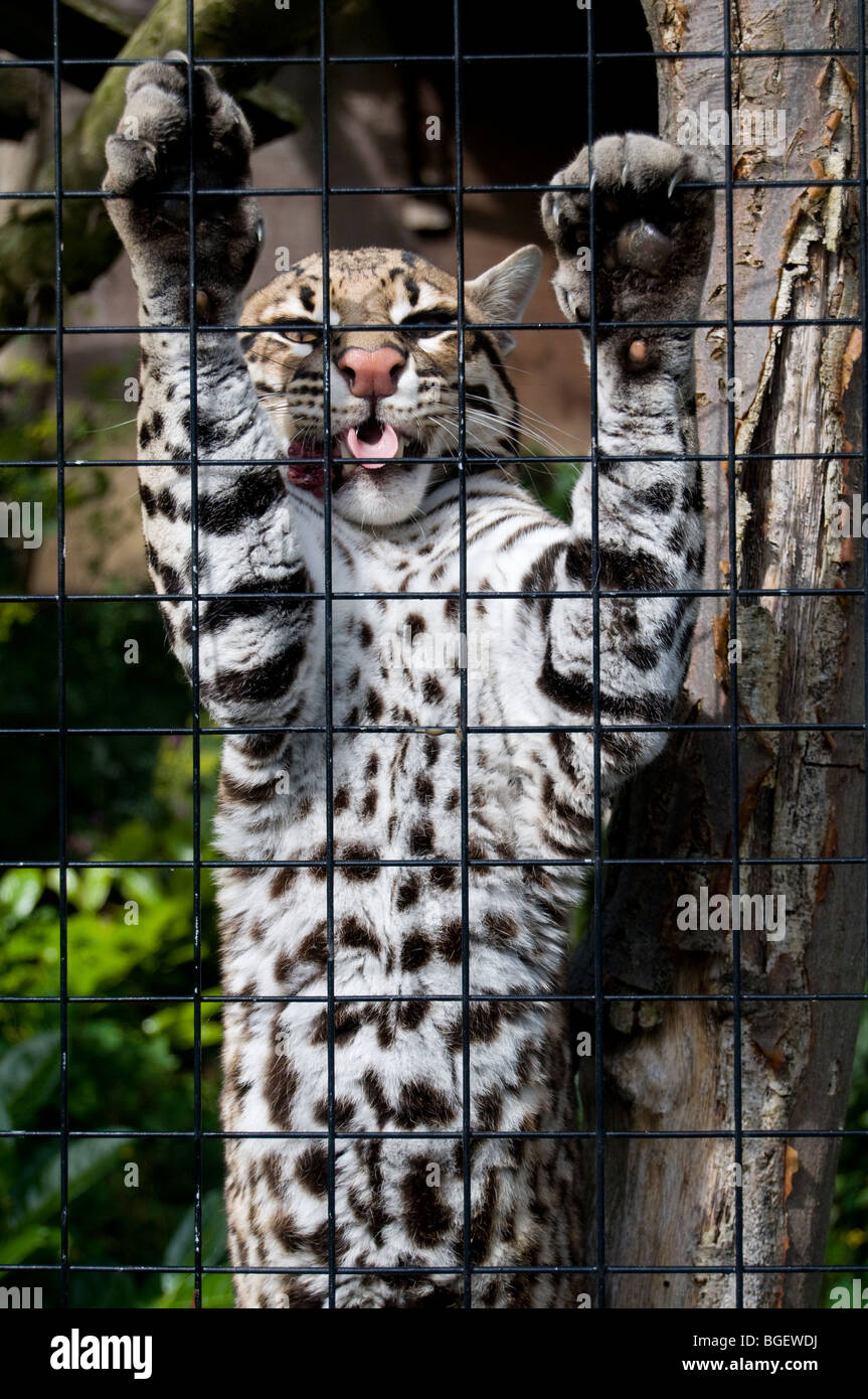 An Ocelot In A Cage (Leopardus pardalis Stock Photo - Alamy