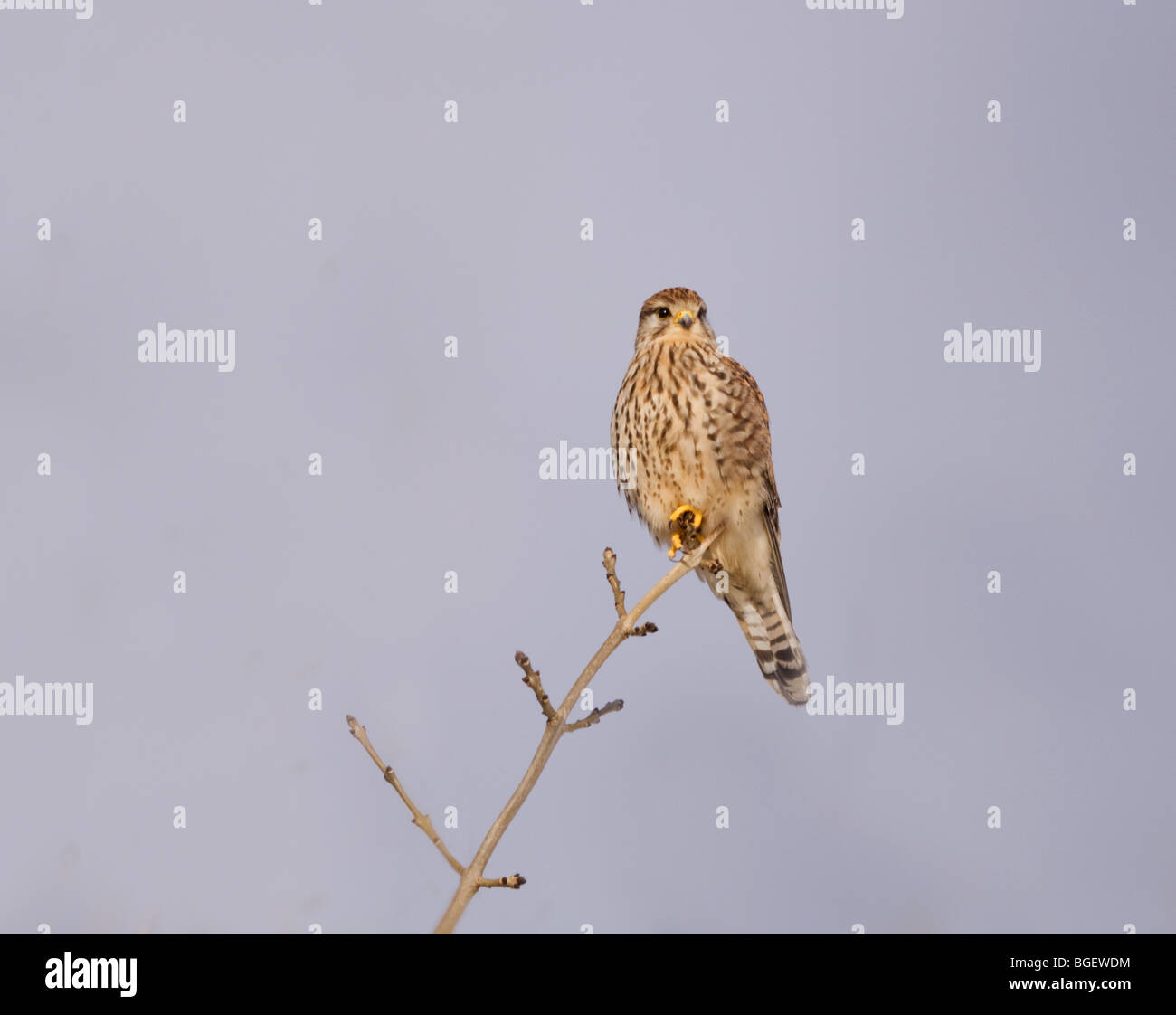 Very alert kestrel hi-res stock photography and images - Alamy