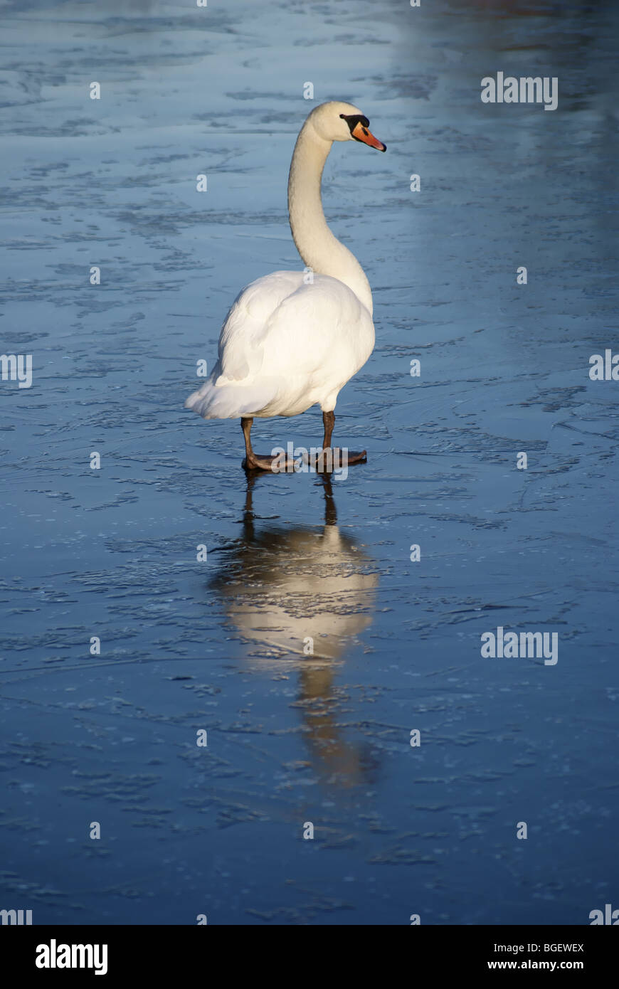 Swan on ice in the winter, with a reflection Stock Photo - Alamy