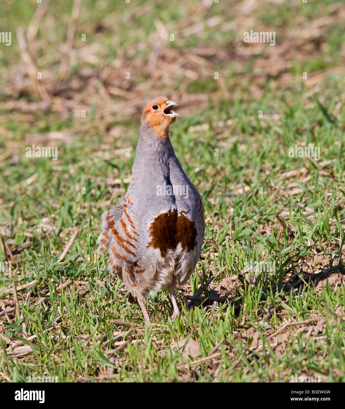 Female Partridge High Resolution Stock Photography and Images - Alamy