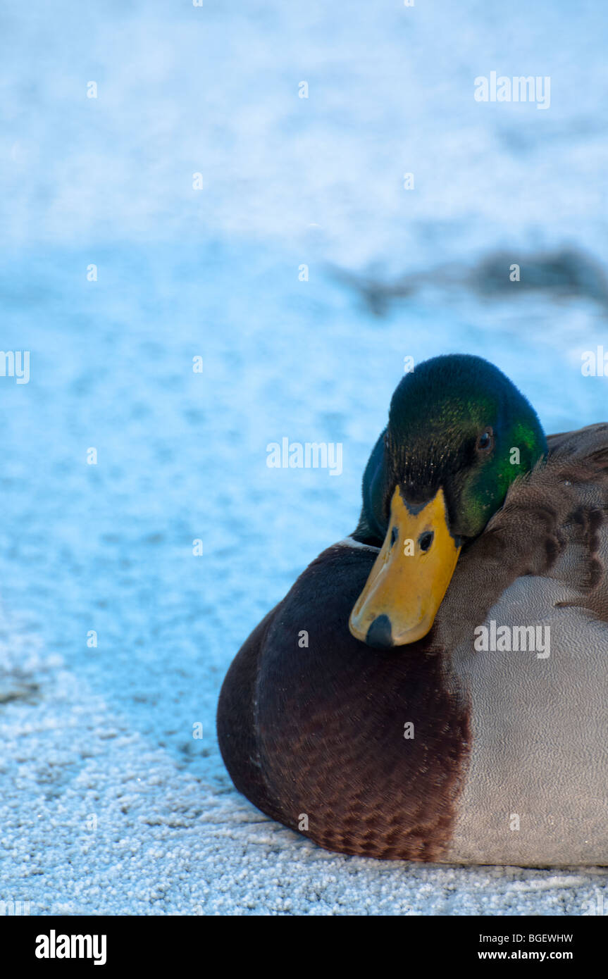 Cold Duck Sitting on Frozen Pond Stock Photo - Alamy