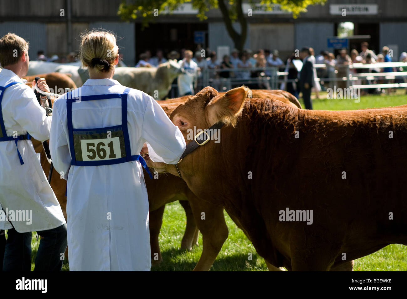Judging prize winning cattle - Around the Royal Norfolk Show in Norwich ...