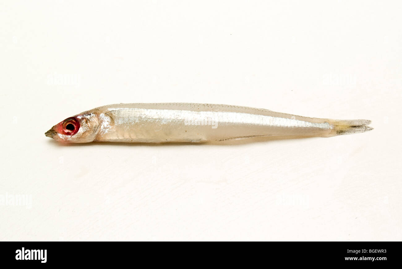 Catch and cook hi-res stock photography and images - Alamy