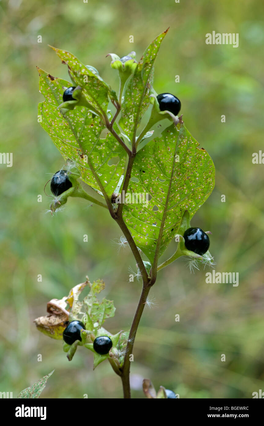 Deadly Nightshade: Atropa belladonna Stock Photo - Alamy