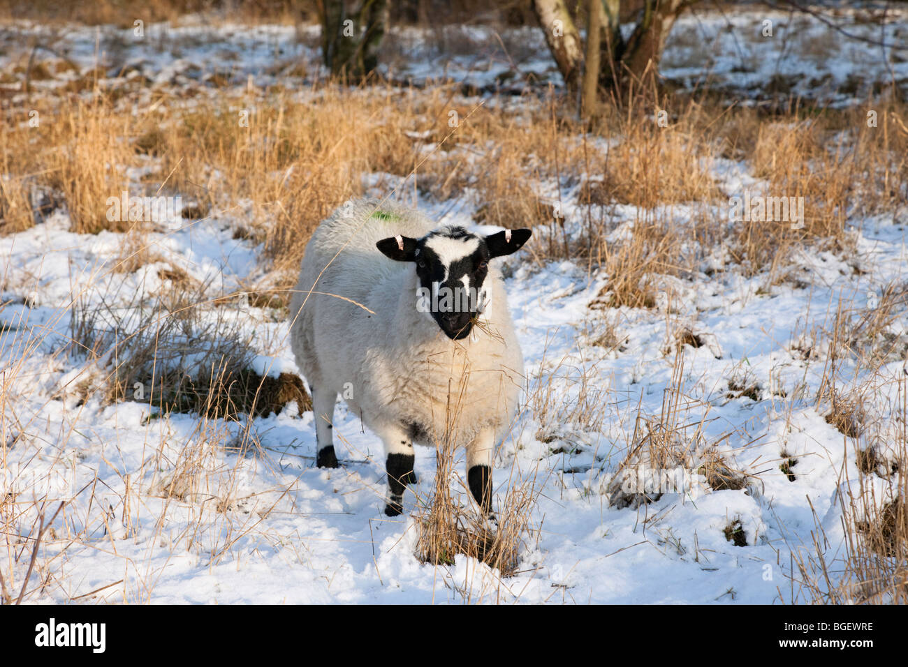 Beulah Speckled Face sheep grazing in a Nature Reserve in winter snow ...