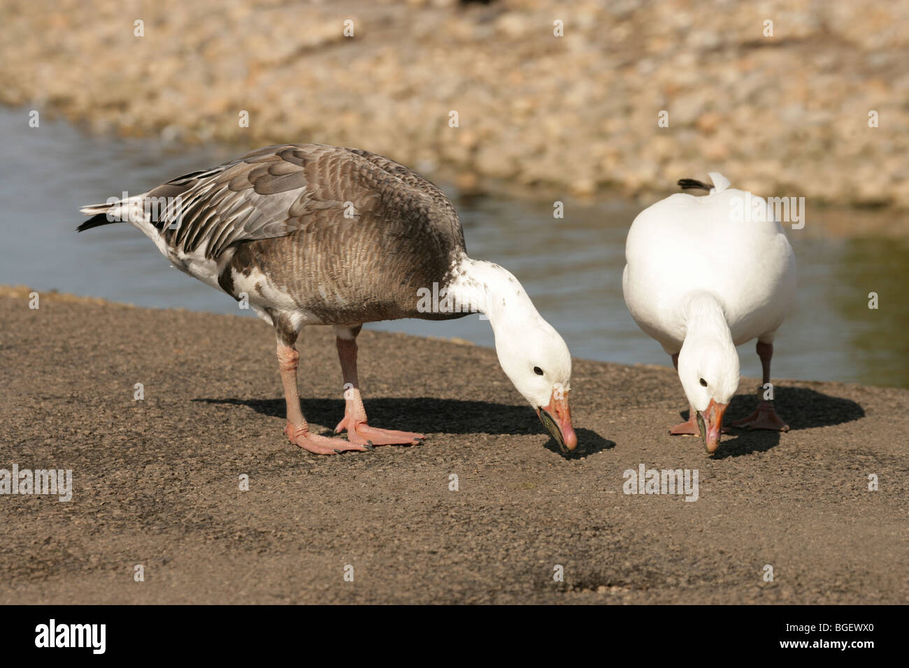 'Blue' Snow Geese or Lesser Snow Goose Blue phase (Anser c ...