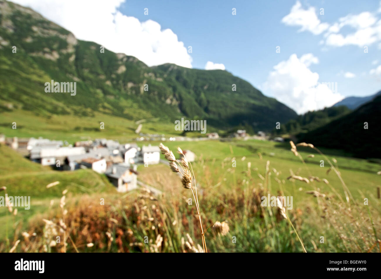 Alpine timothy grass hi-res stock photography and images - Alamy