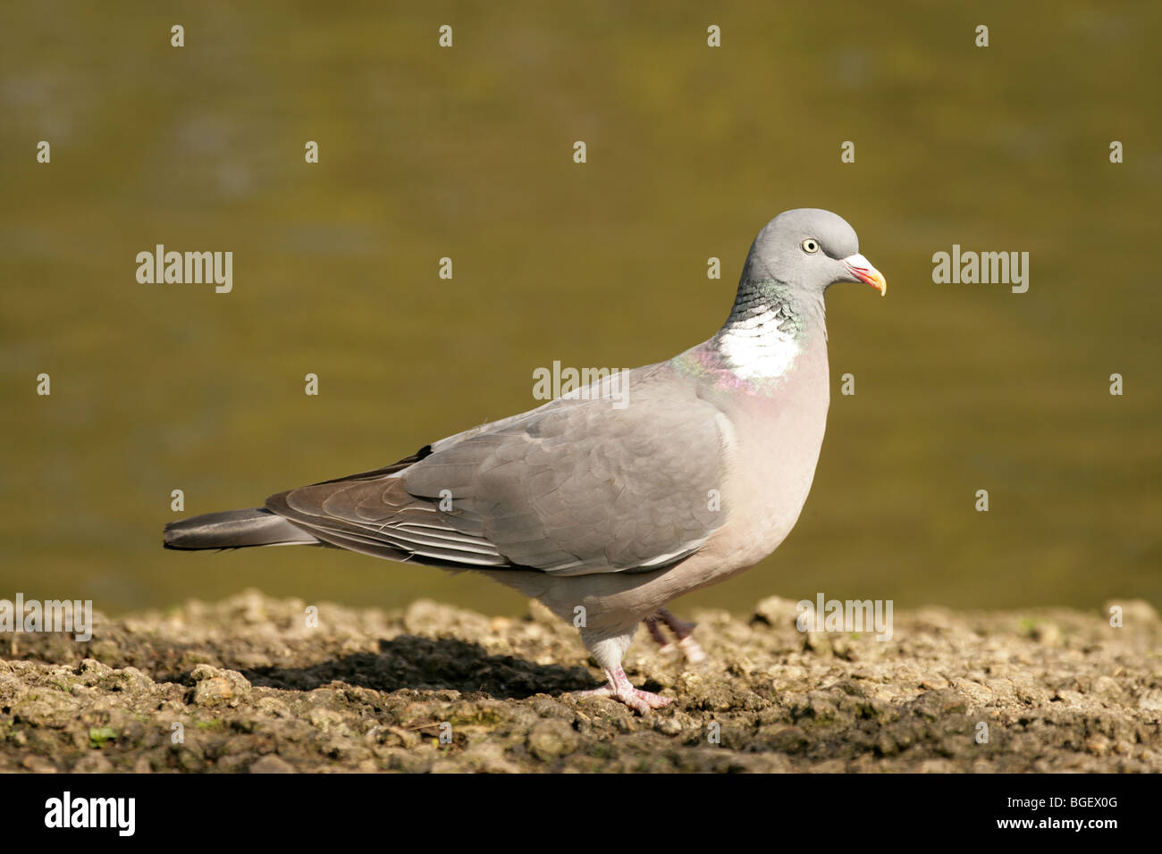 Woodpigeon markings hi-res stock photography and images - Alamy