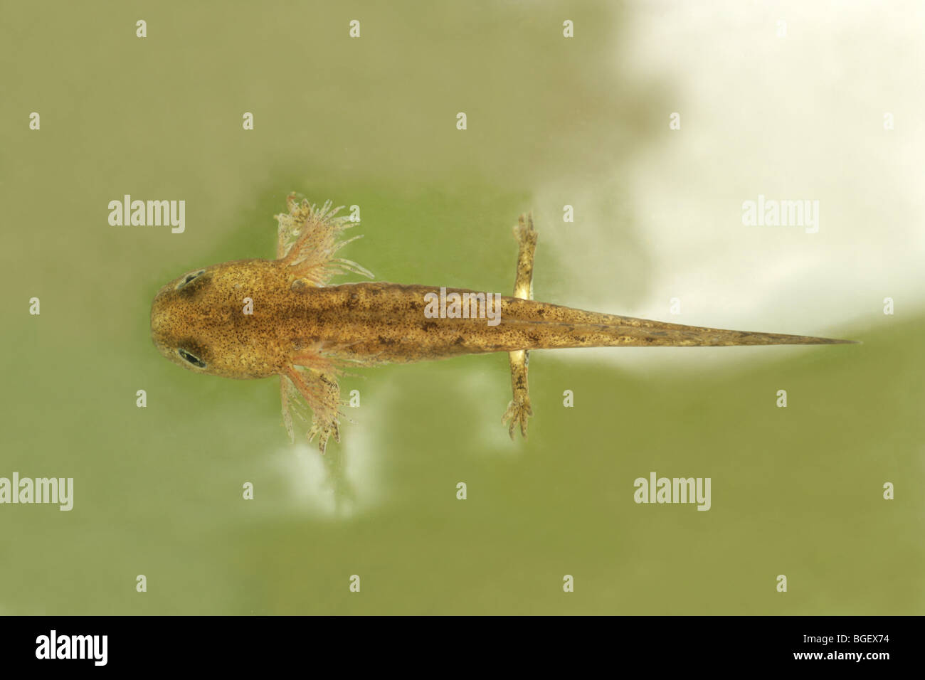 Developmental Stage Stock Photos & Developmental Stage Stock Images - Alamy