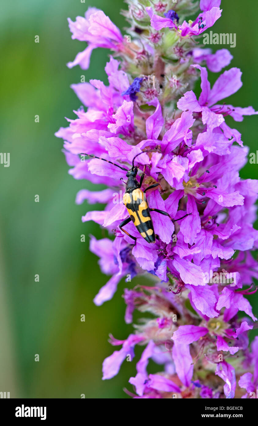 Longhorn Beetle: Strangalia maculata, feeding on Purple Loosestrife ...