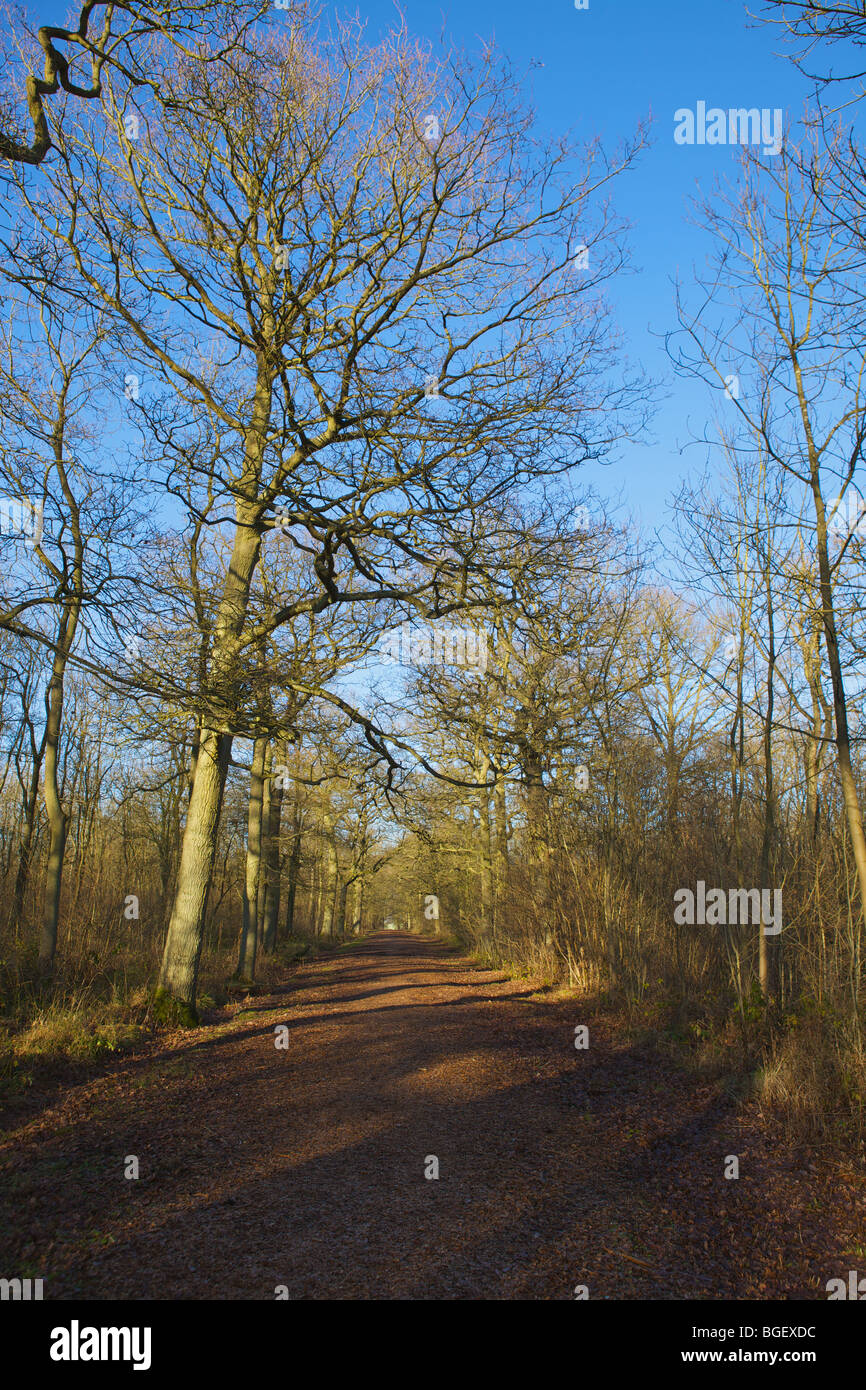 Linford Wood, Milton Keynes, Buckinghamshire, England Stock Photo - Alamy