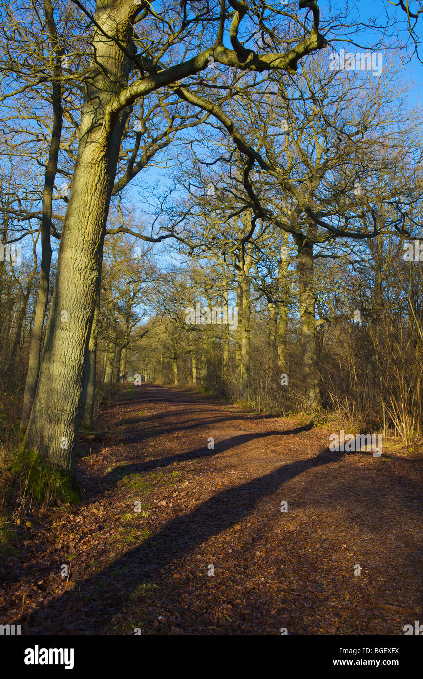 Linford Wood, Milton Keynes, Buckinghamshire, England Stock Photo - Alamy