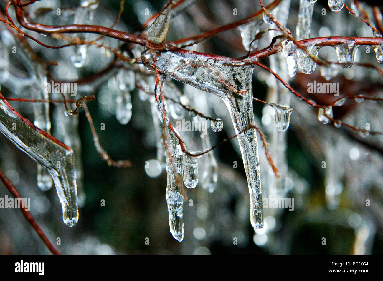 Branches icicles hi-res stock photography and images - Alamy