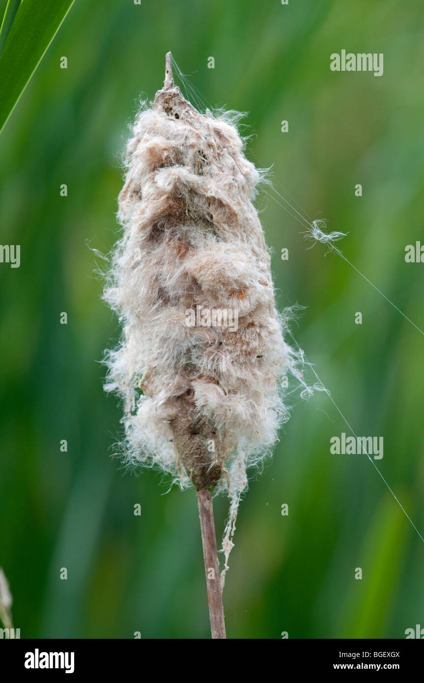 Greater reedmace hi-res stock photography and images - Alamy