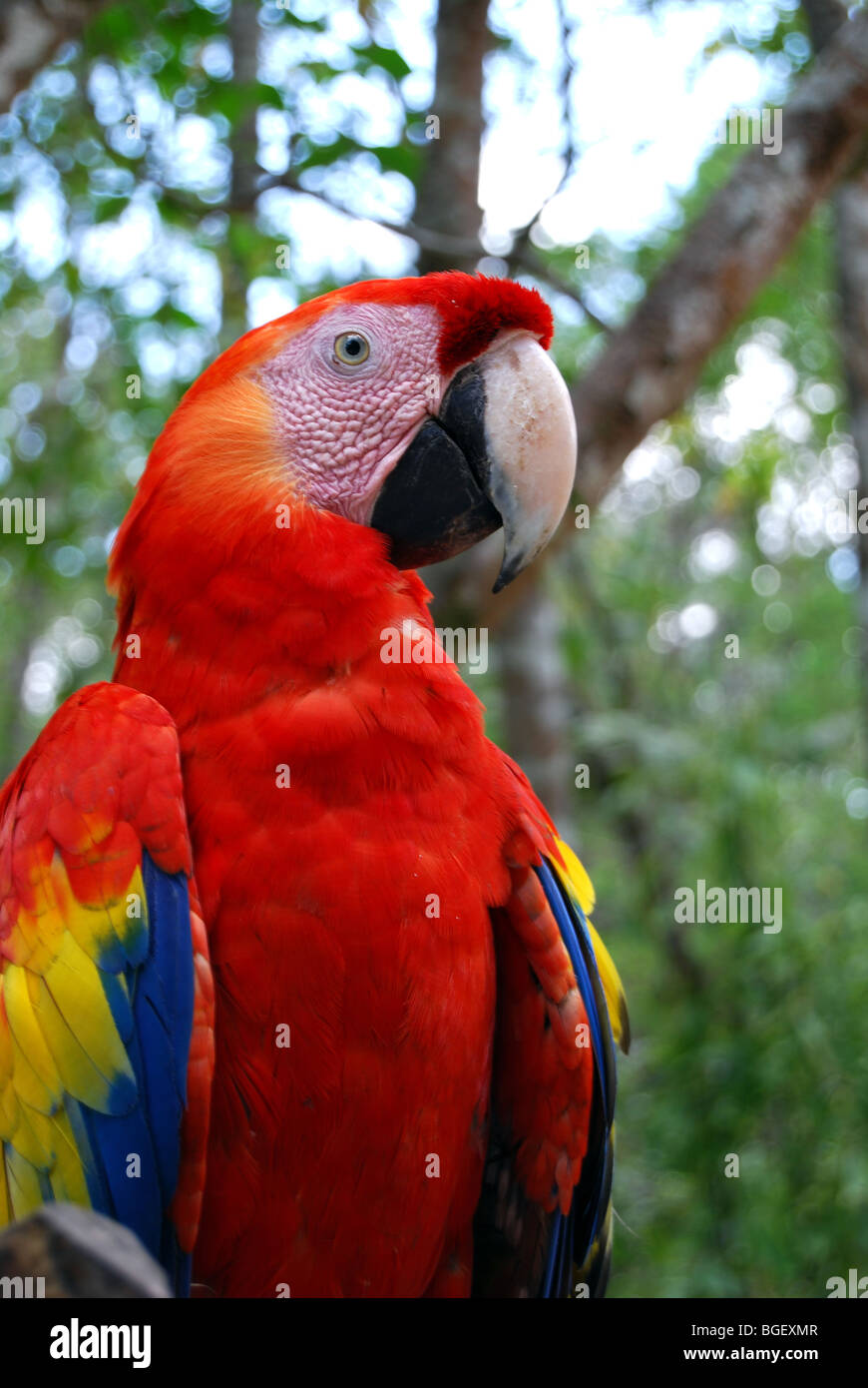 Parrot markings hi-res stock photography and images - Alamy