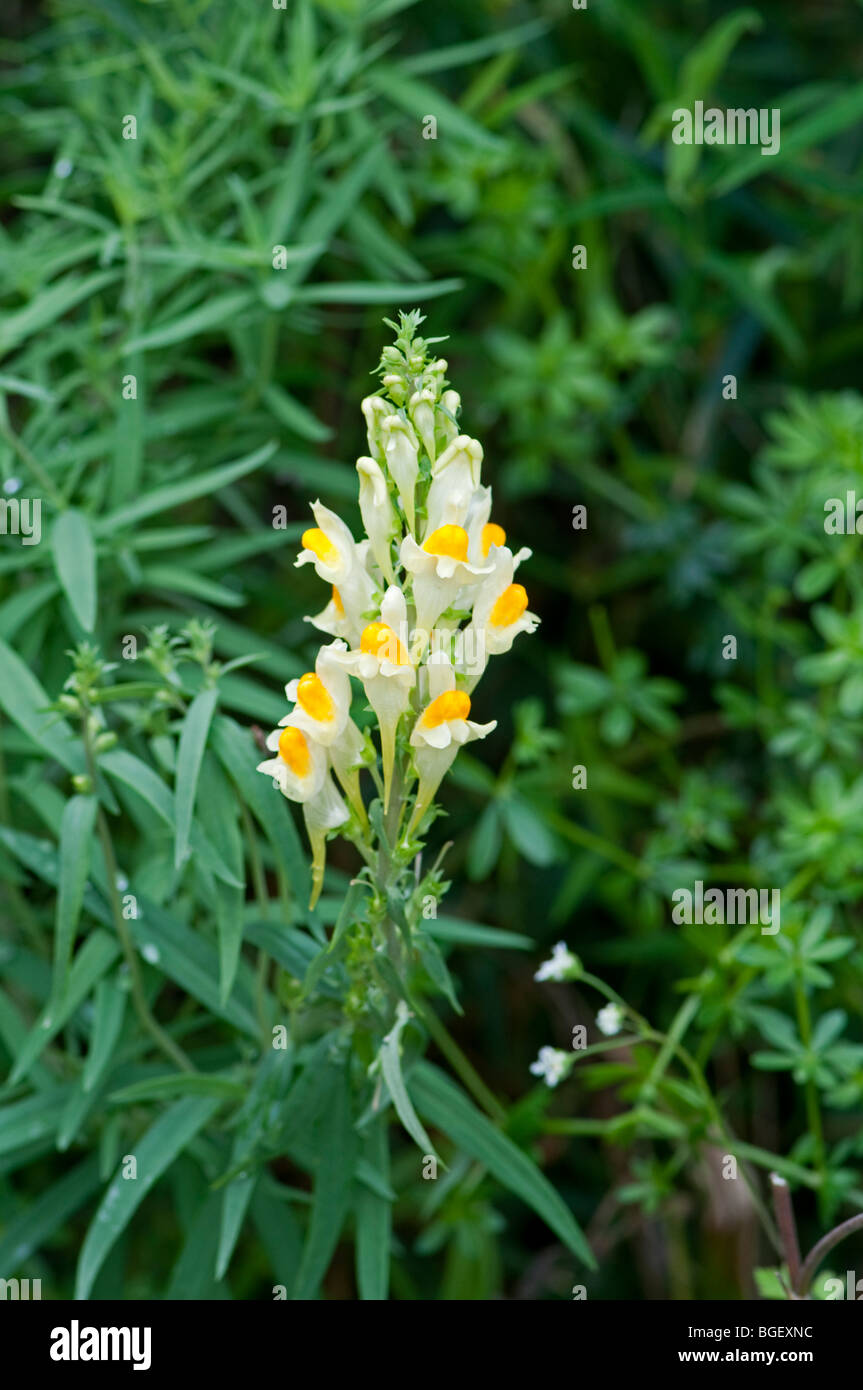 Common Toadflax: Linaria vulgaris Stock Photo - Alamy