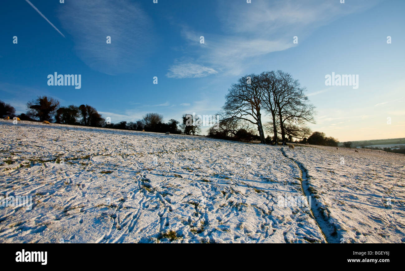 Field of snow in the evening light Stock Photo - Alamy