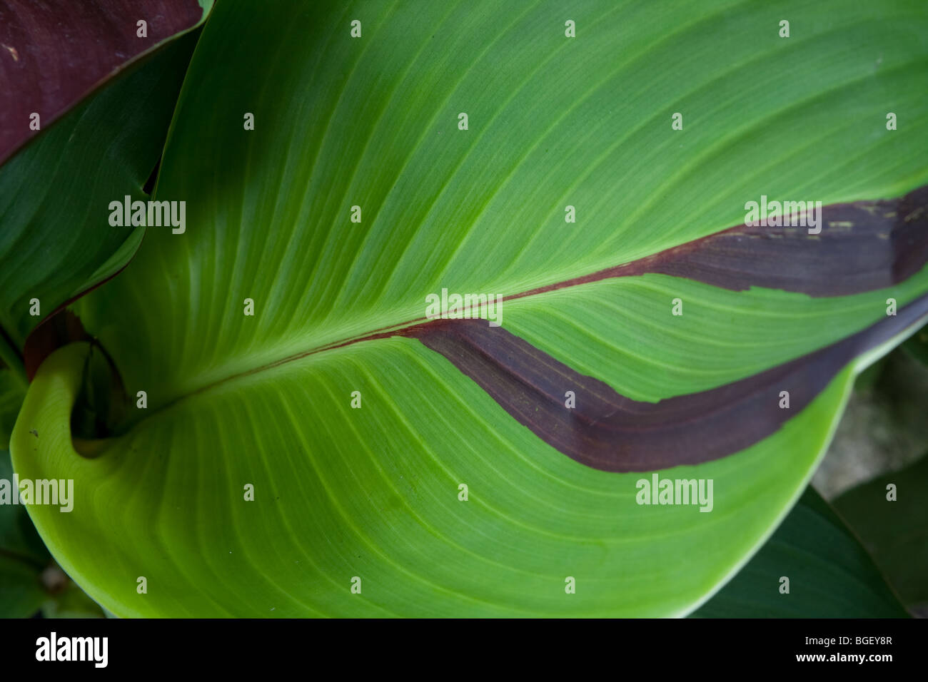 Canna cleopatra plant hi-res stock photography and images - Alamy