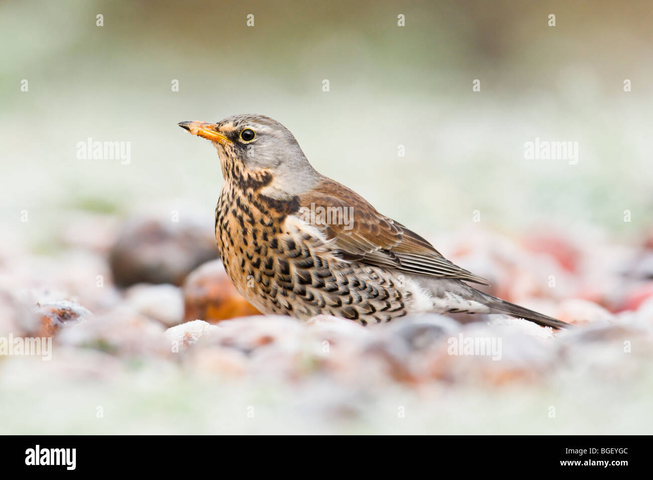 Fieldfare hi-res stock photography and images - Alamy