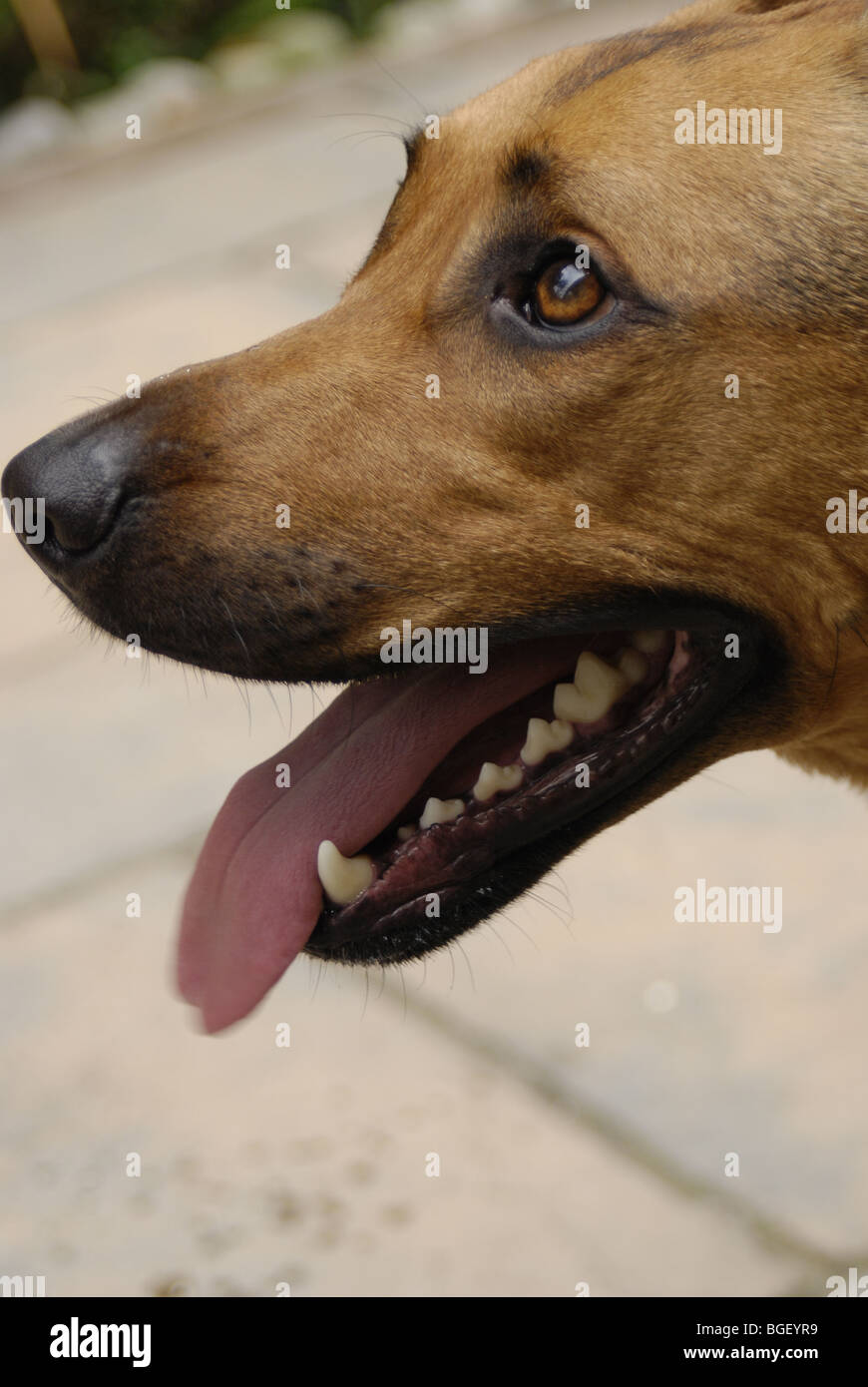 Close up photo of a male Staff - cross Stock Photo - Alamy