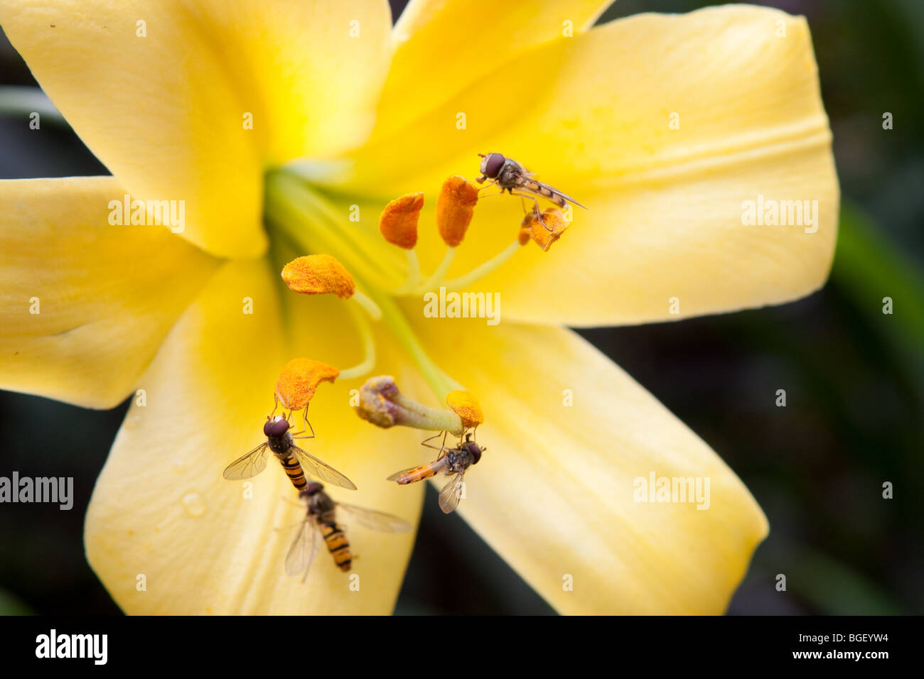 African queen hi-res stock photography and images - Alamy