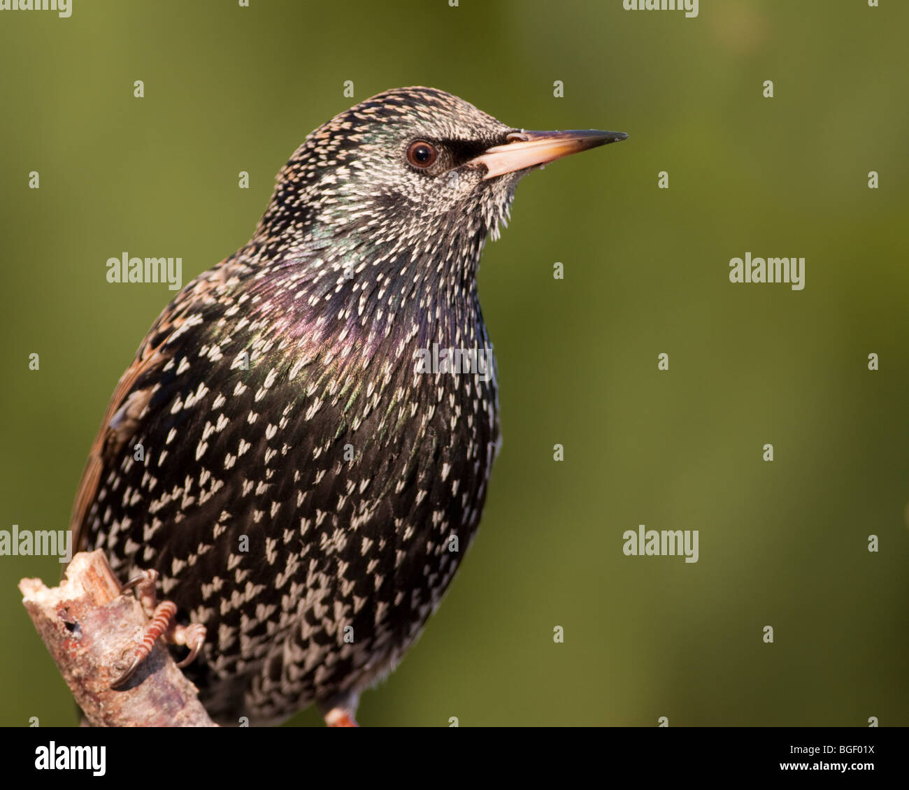 Starling visiting our garden in winter Stock Photo - Alamy
