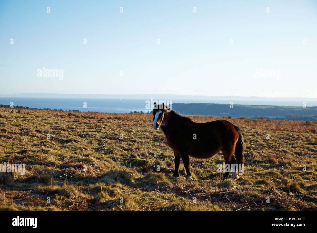 Pony on Cefn Bryn, the Gower, South Wales, UK Stock Photo - Alamy