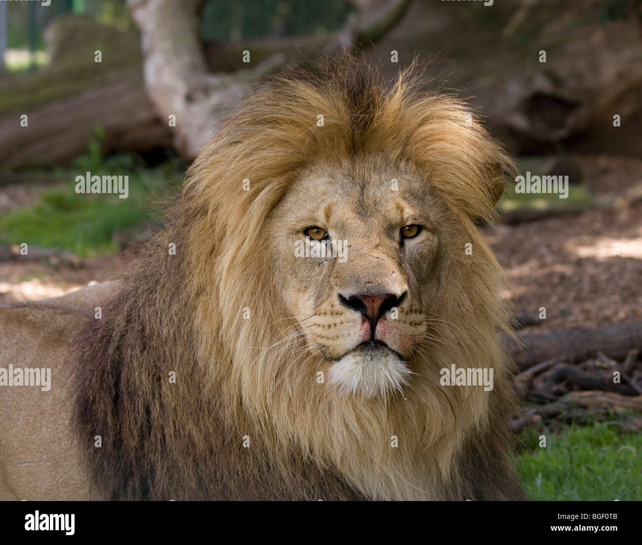 Lion after feeding Stock Photo - Alamy