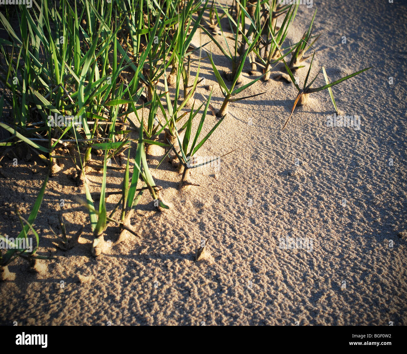 Grass in Sand Stock Photo - Alamy